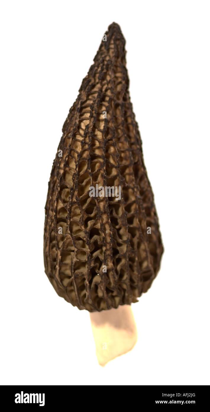 Morrel hi-res stock photography and images - Alamy