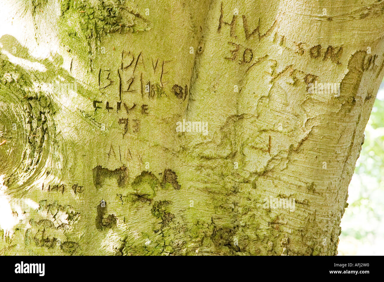 graffiti carved into tree bark Stock Photo - Alamy