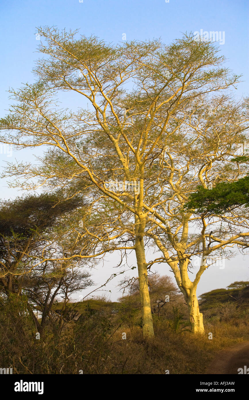 Fever bush africa hi-res stock photography and images - Alamy