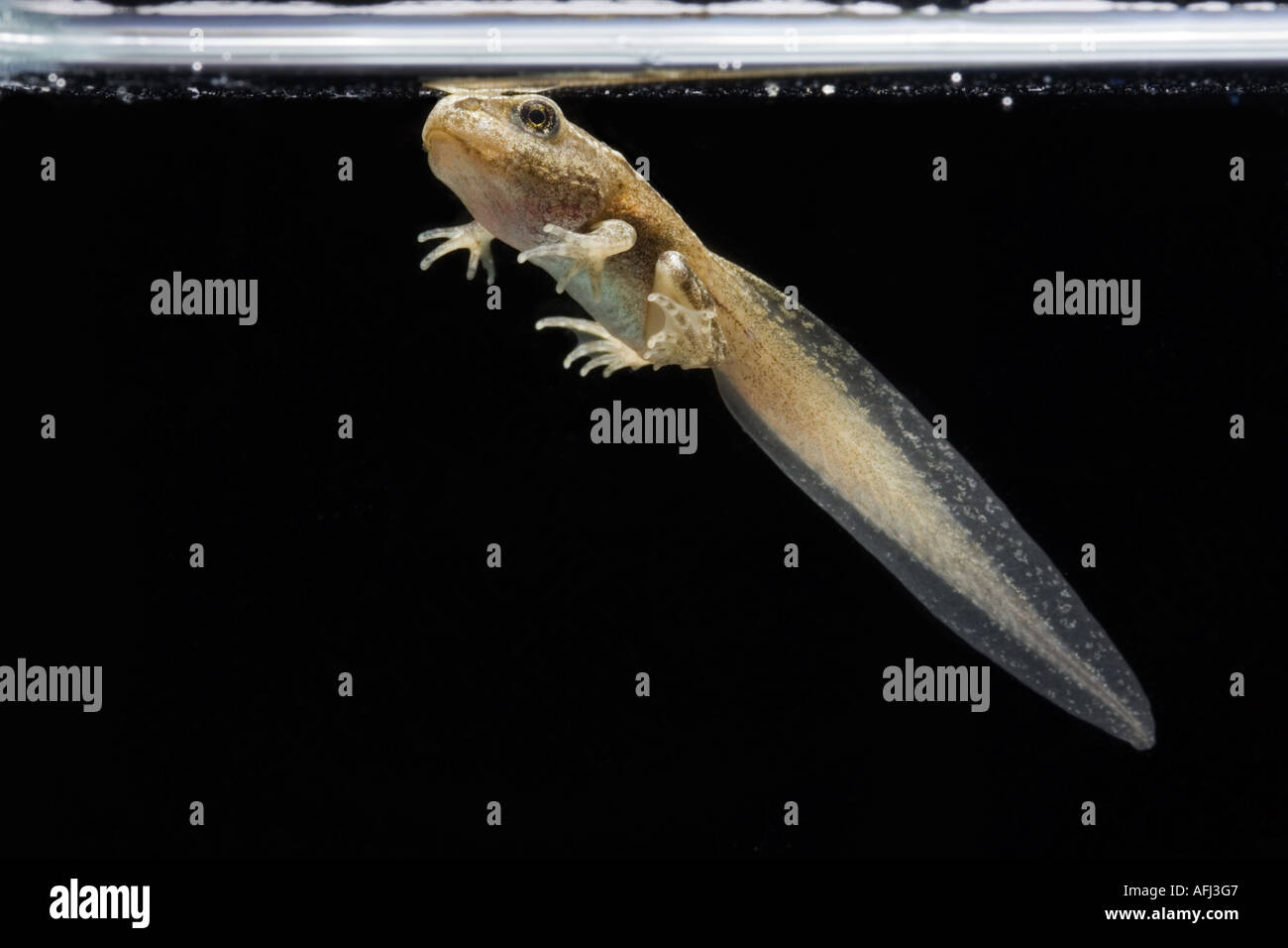 Tadpole with legs hi-res stock photography and images - Alamy
