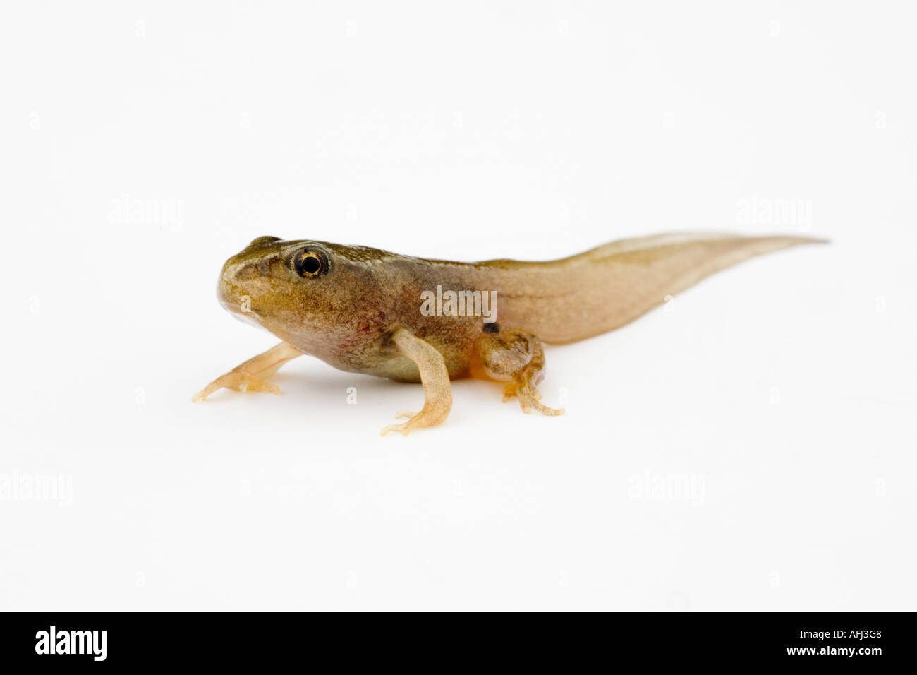 Transformed by light Cut Out Stock Images & Pictures - Alamy