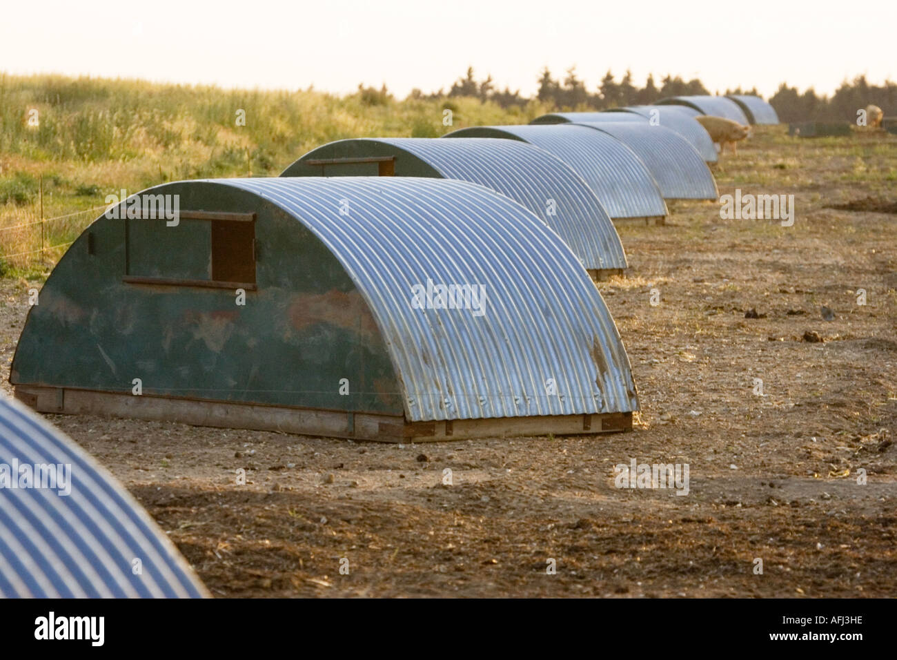 a row of pigsty / pigpen shelters Stock Photo - Alamy