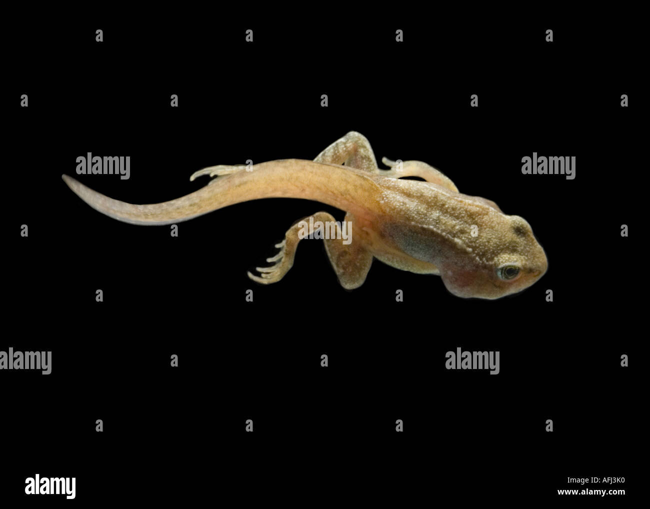 Tadpole legs tail swimming in hi-res stock photography and images - Alamy
