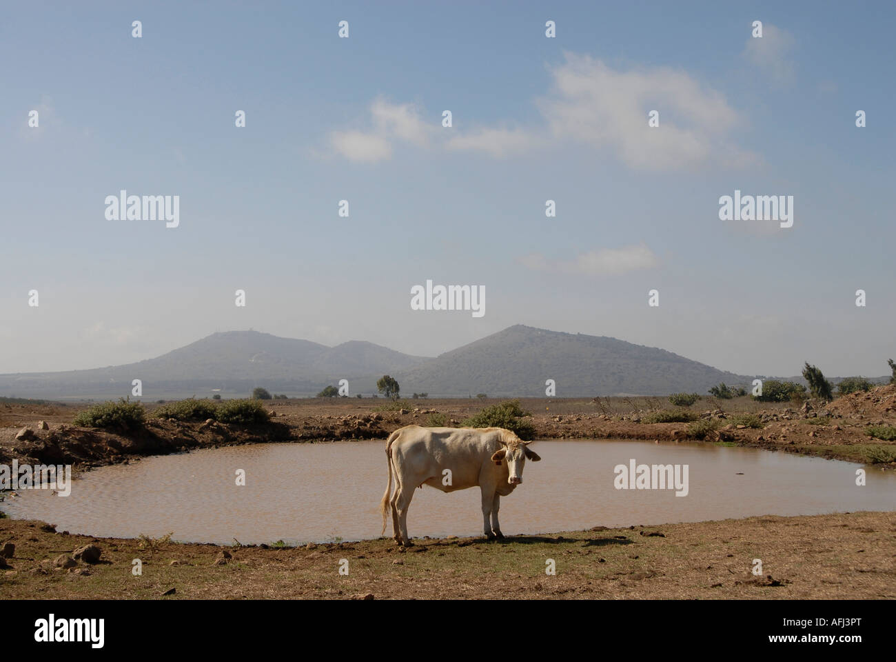 A cow at a water pond in the Golan Heights near the Israeli border with ...