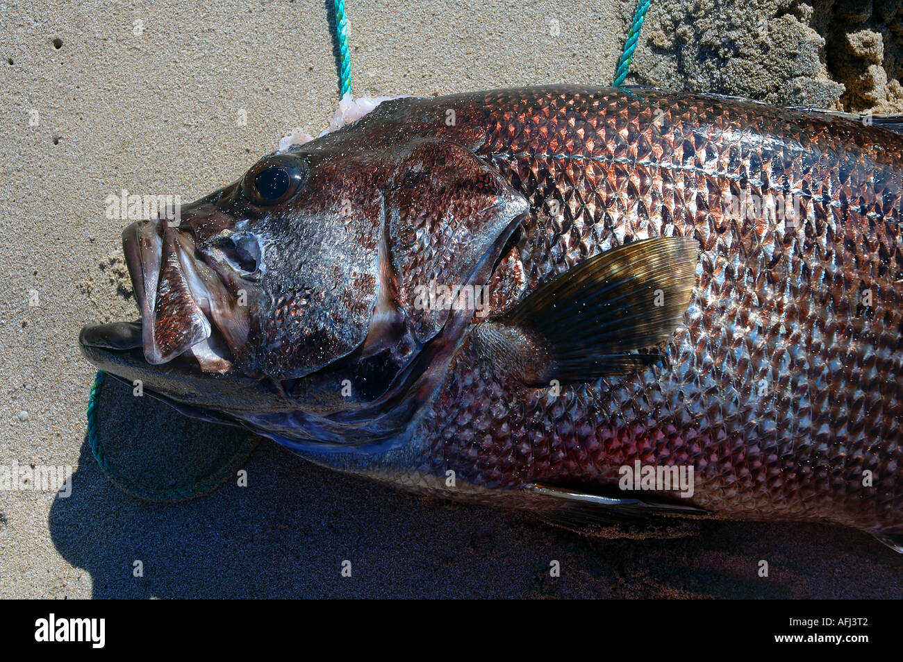 Jewfish australia hi-res stock photography and images - Alamy