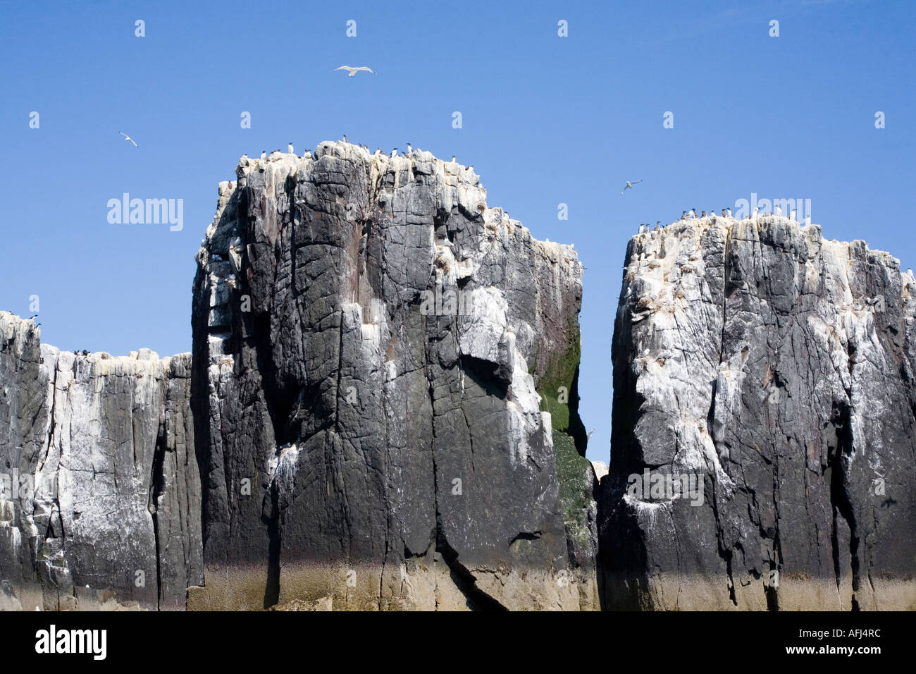 Birds fly over breeding colonies on the rocky cliffs of the farne ...