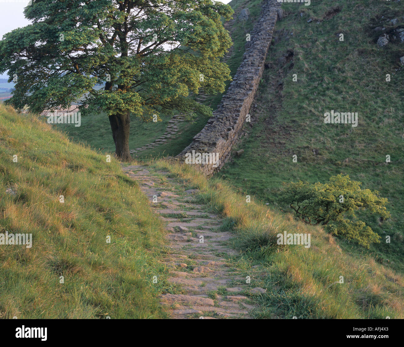 The famous tree at Sycamore Gap on Hadrian's Wall, Northumberland ...