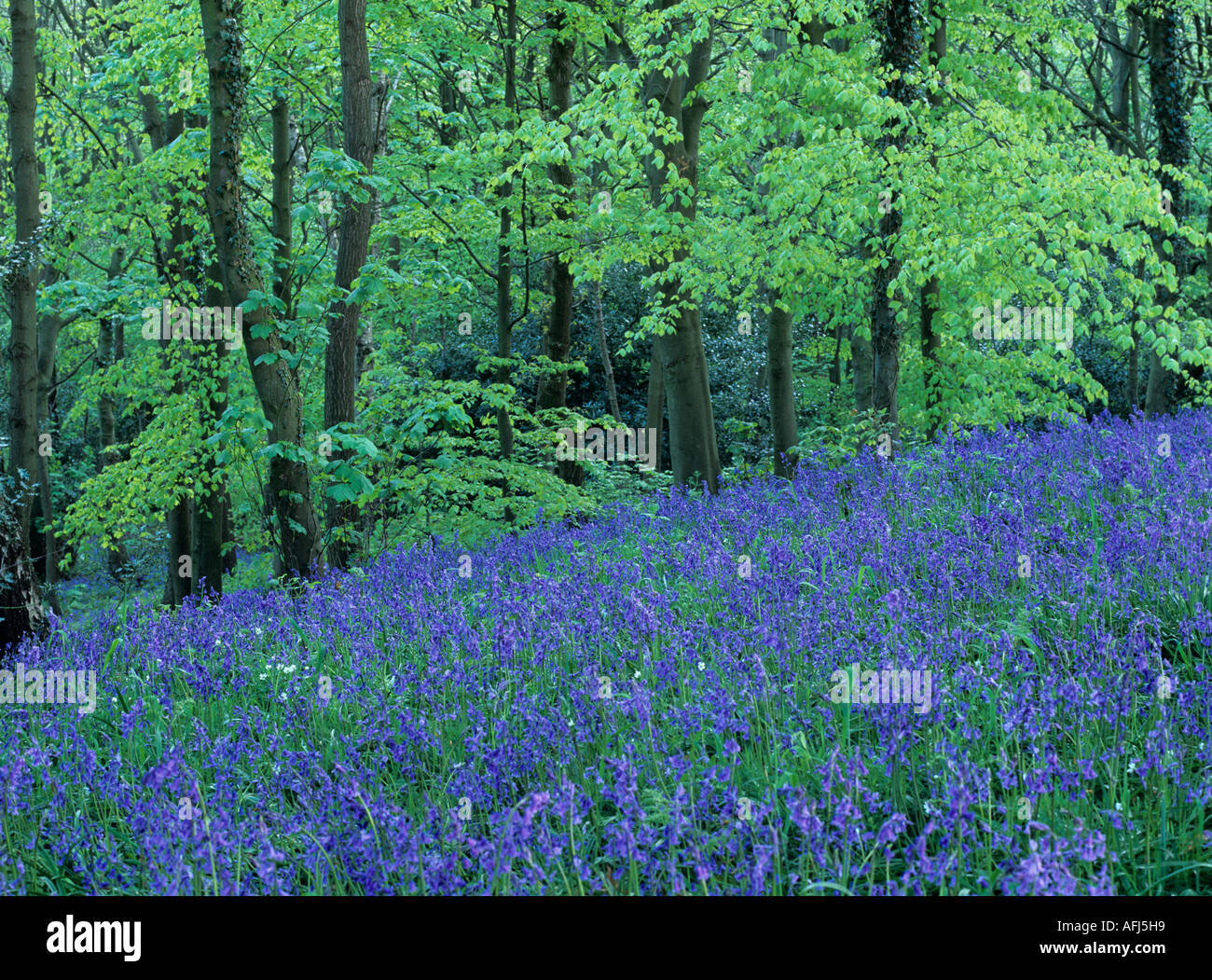 Bluebell woods at Houghall in City of Durham, County Durham, England ...