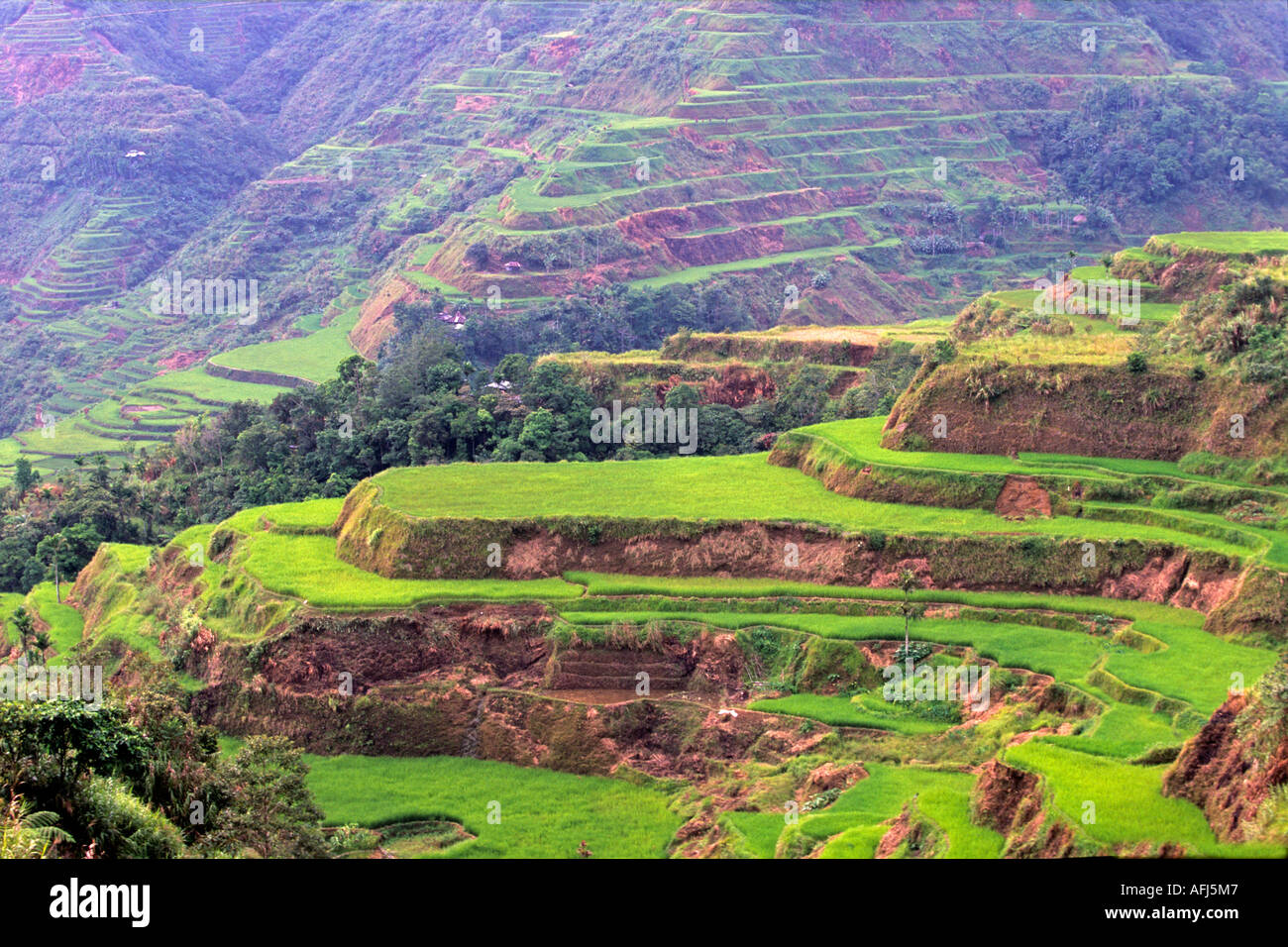 Rice terraces Banaue northern Philippines Stock Photo - Alamy