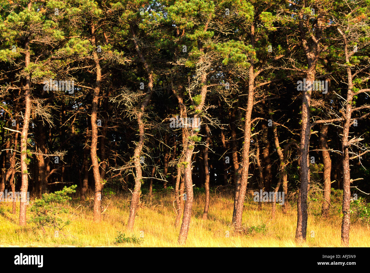 Pitch pine trees hi-res stock photography and images - Alamy