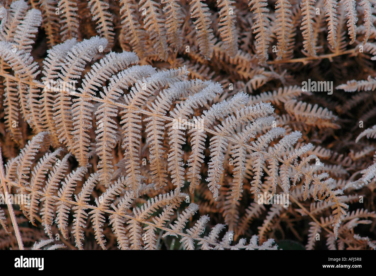 Hoary frost hi-res stock photography and images - Alamy