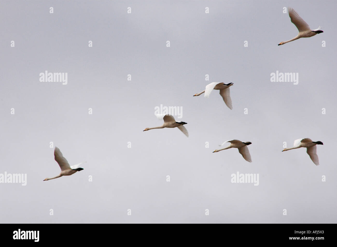 A noisy flock of Whooper Swans in flight Stock Photo - Alamy