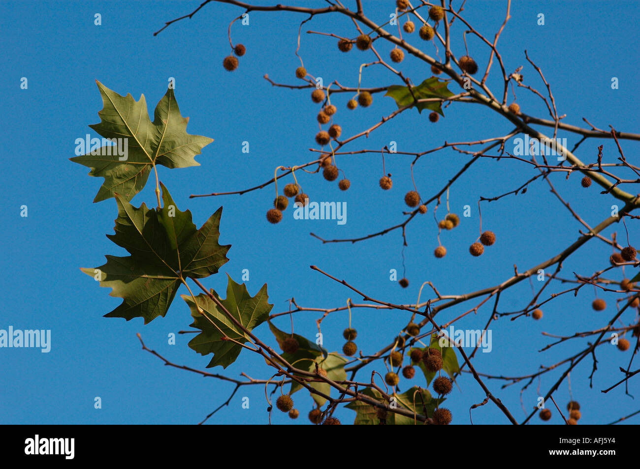 Autumn leaves and fruit of the Plane tree Stock Photo - Alamy