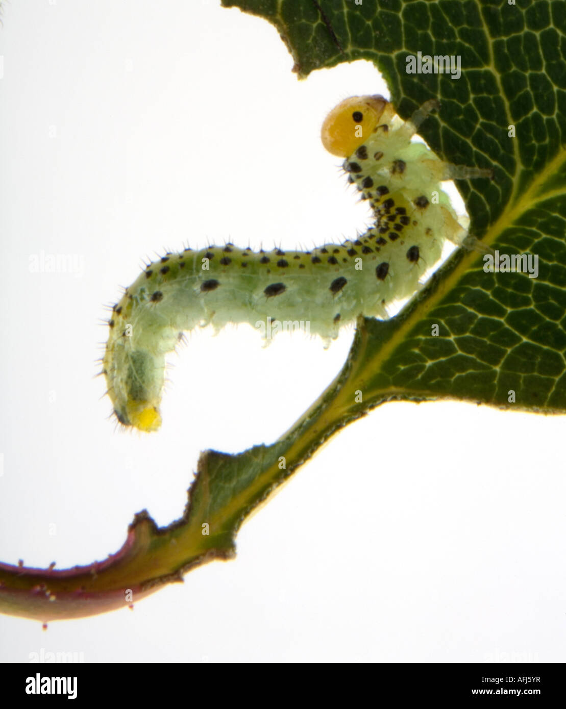 Sawfly larva on rose leaf Stock Photo - Alamy