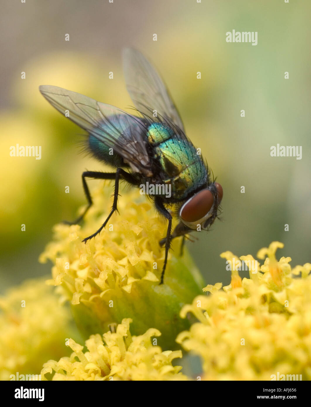 Yellow caesar hi-res stock photography and images - Alamy