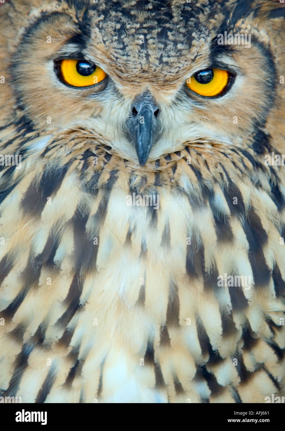 European Eagle Owl staring into camera Stock Photo - Alamy