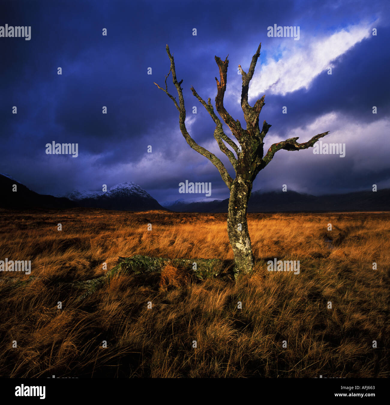 Lone tree Rannoch Stock Photo - Alamy