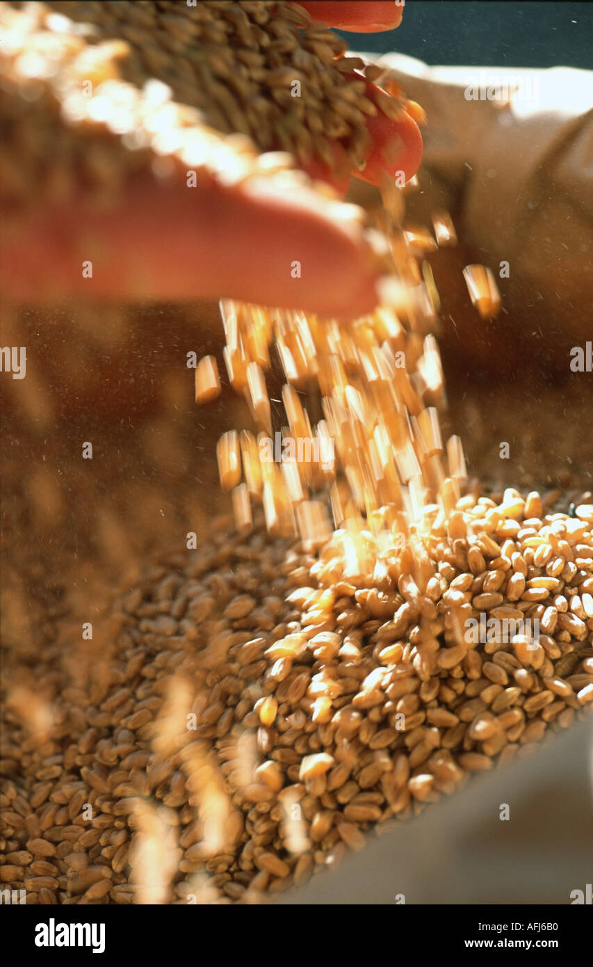 Organic Wheat pouring through hands for making Flour Shipton Mill ...