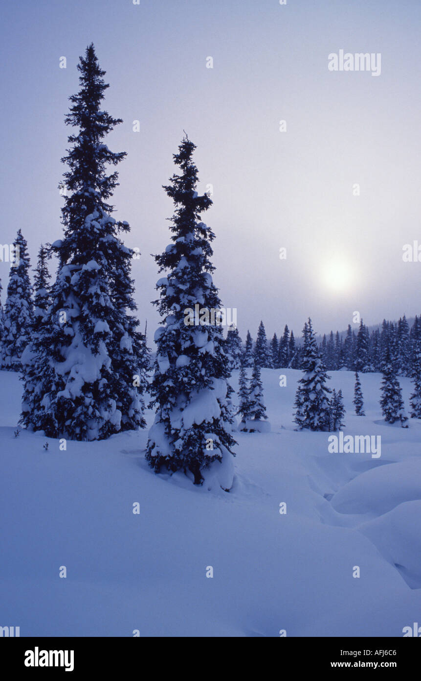 Snow Covered Trees Quebec Canada Stock Photo - Alamy