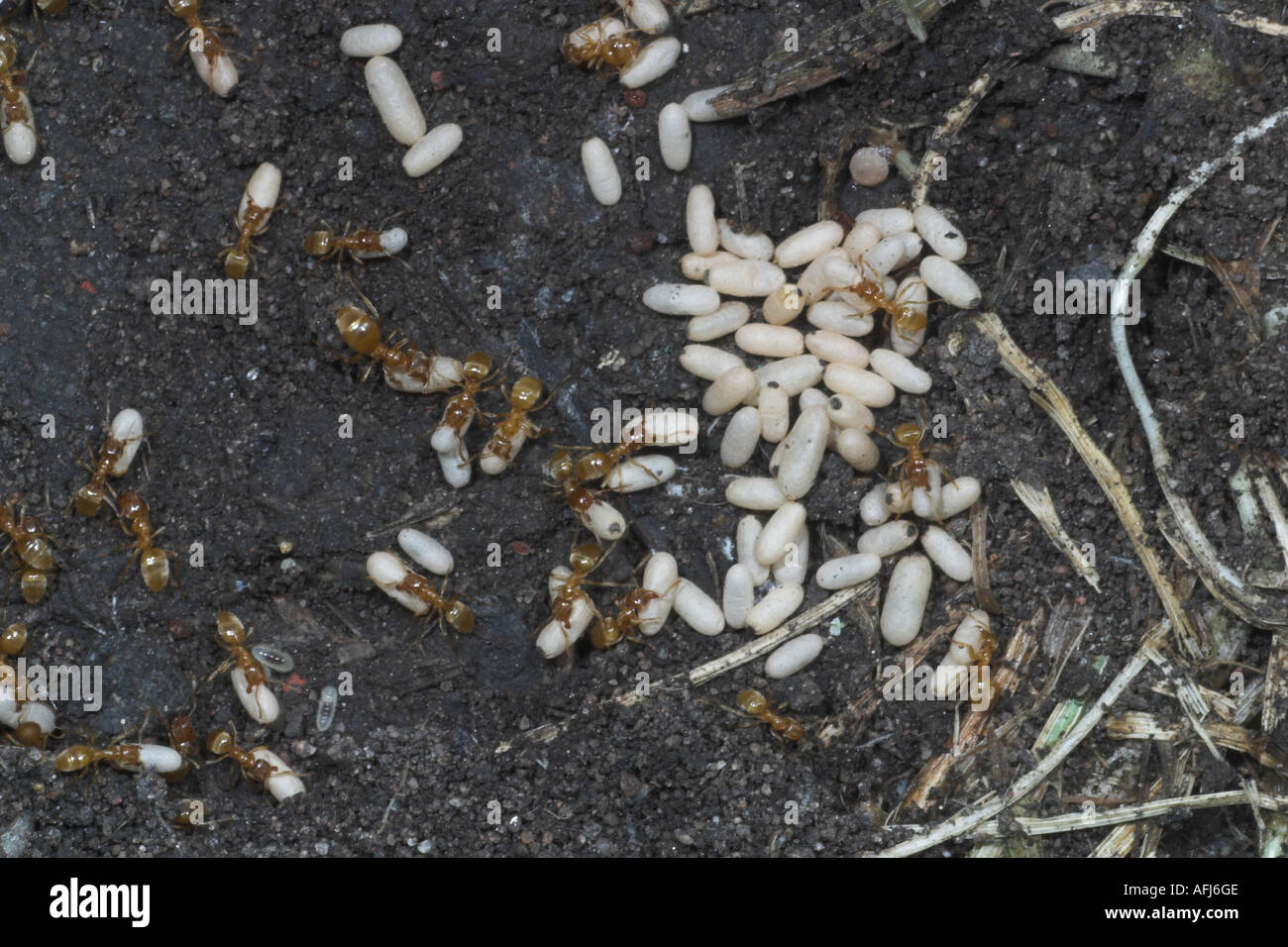 Red ants with pupae. West Midlands. England Stock Photo - Alamy