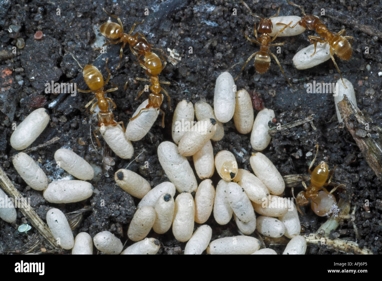 Red ants with pupae. West Midlands. England Stock Photo - Alamy