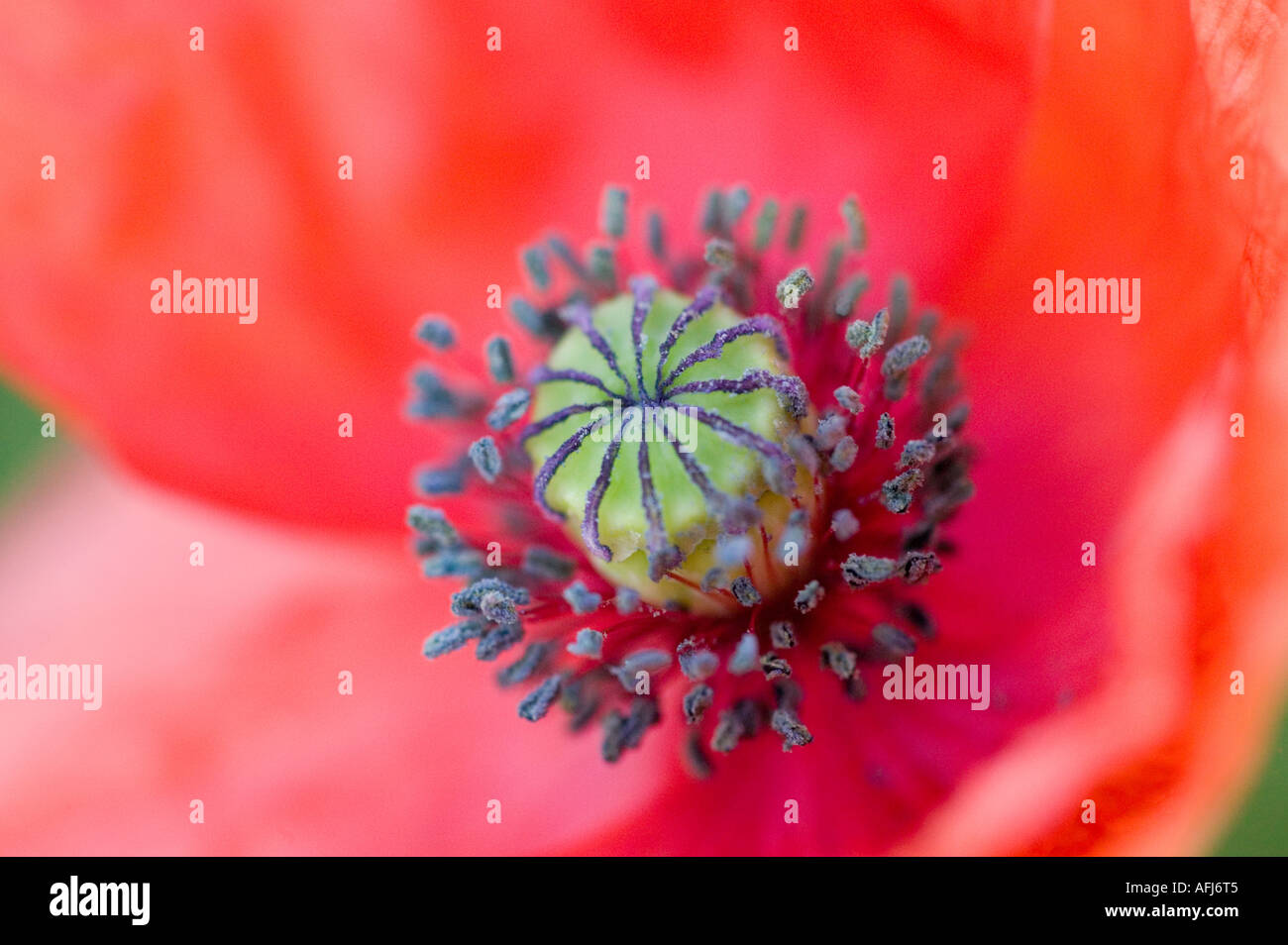 close up of poppy flower in a poppy field , Dorset , UK Stock Photo - Alamy