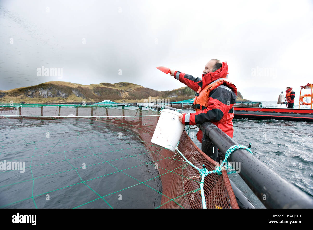 HAND FEEDING THE PENS SALMON AT A SCOTTISH SALMON FARM NEAR PORT APPIN ...