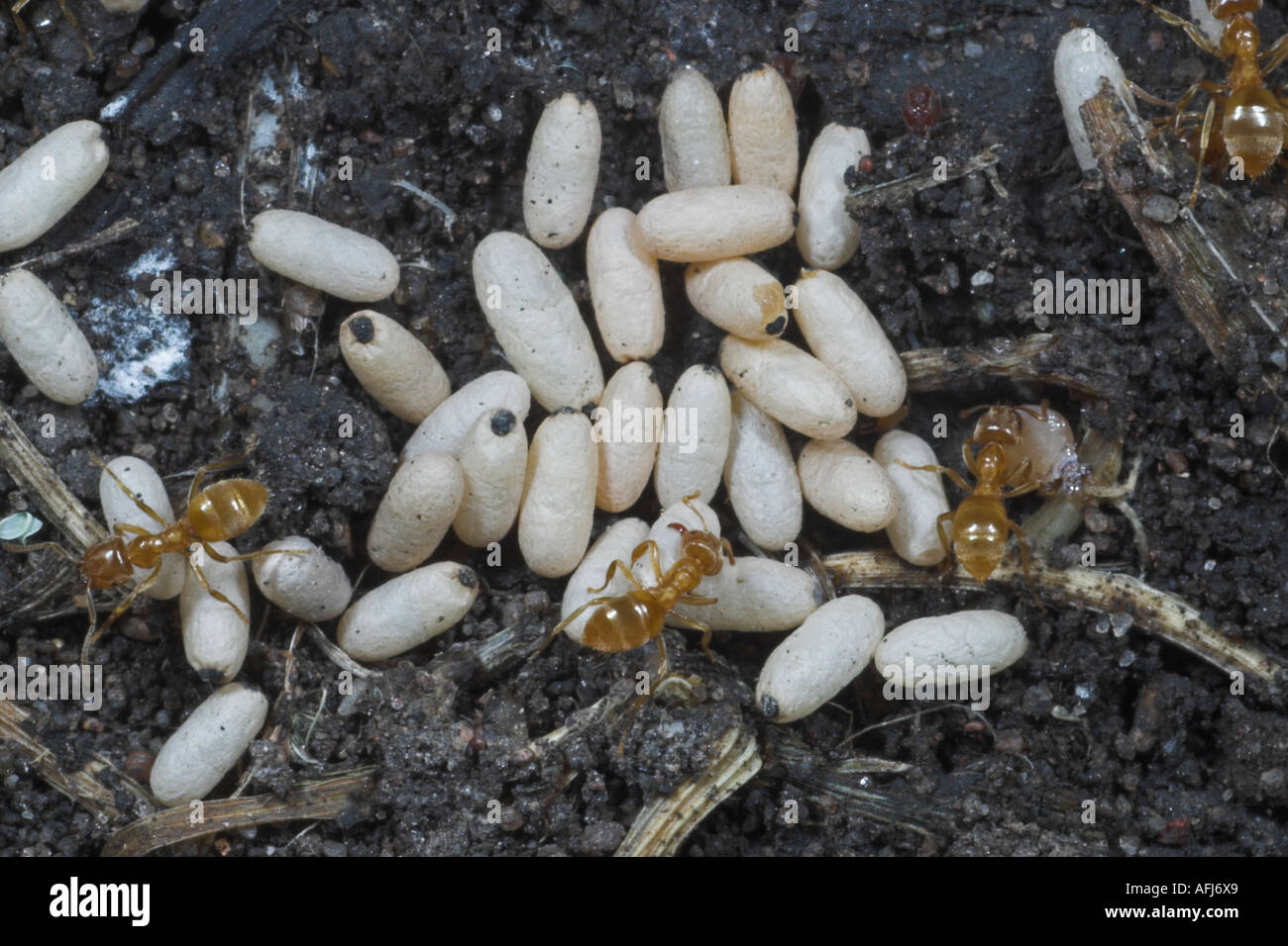 Ants nest garden uk hi-res stock photography and images - Alamy