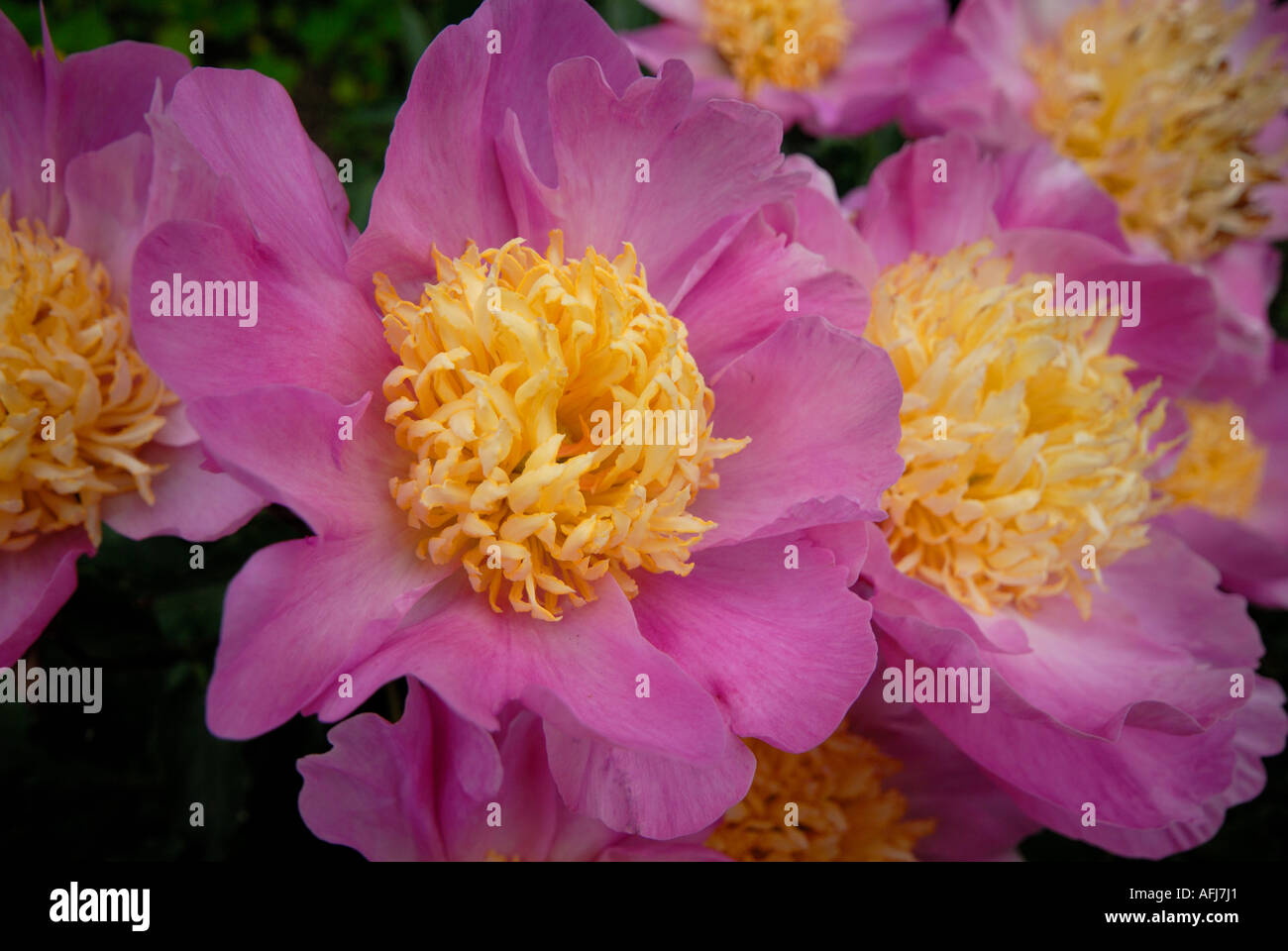 Anemone peony hi-res stock photography and images - Alamy