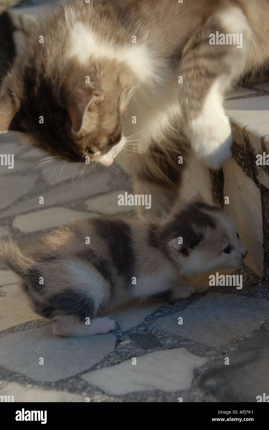 baby cat mother Stock Photo - Alamy