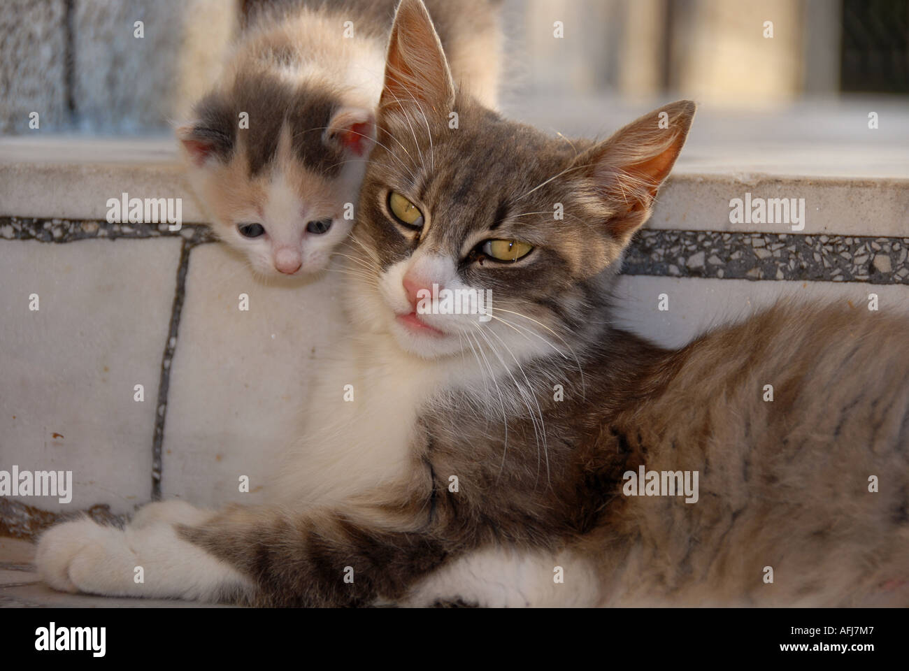baby cat mother Stock Photo - Alamy