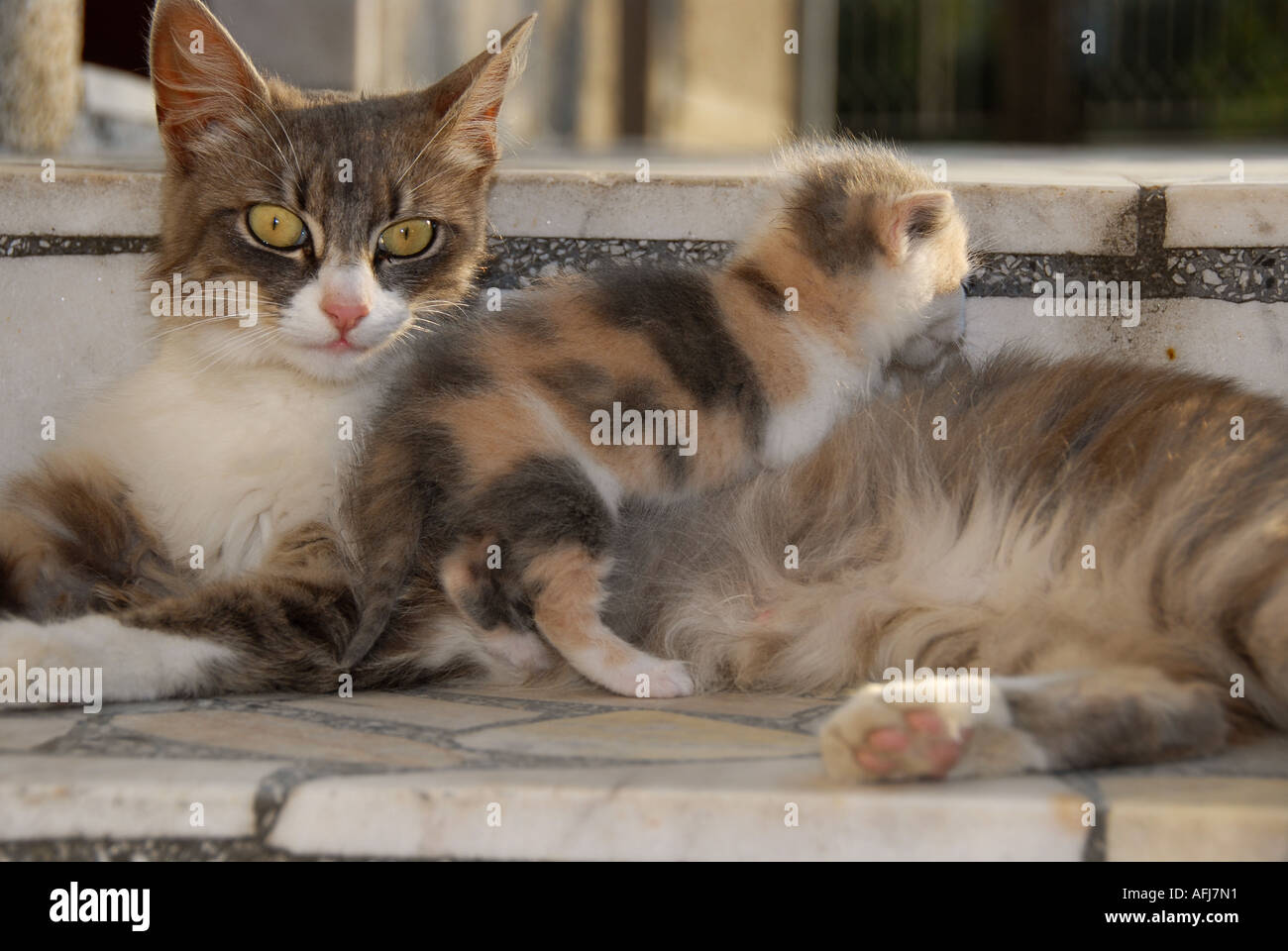 baby cat mother Stock Photo - Alamy