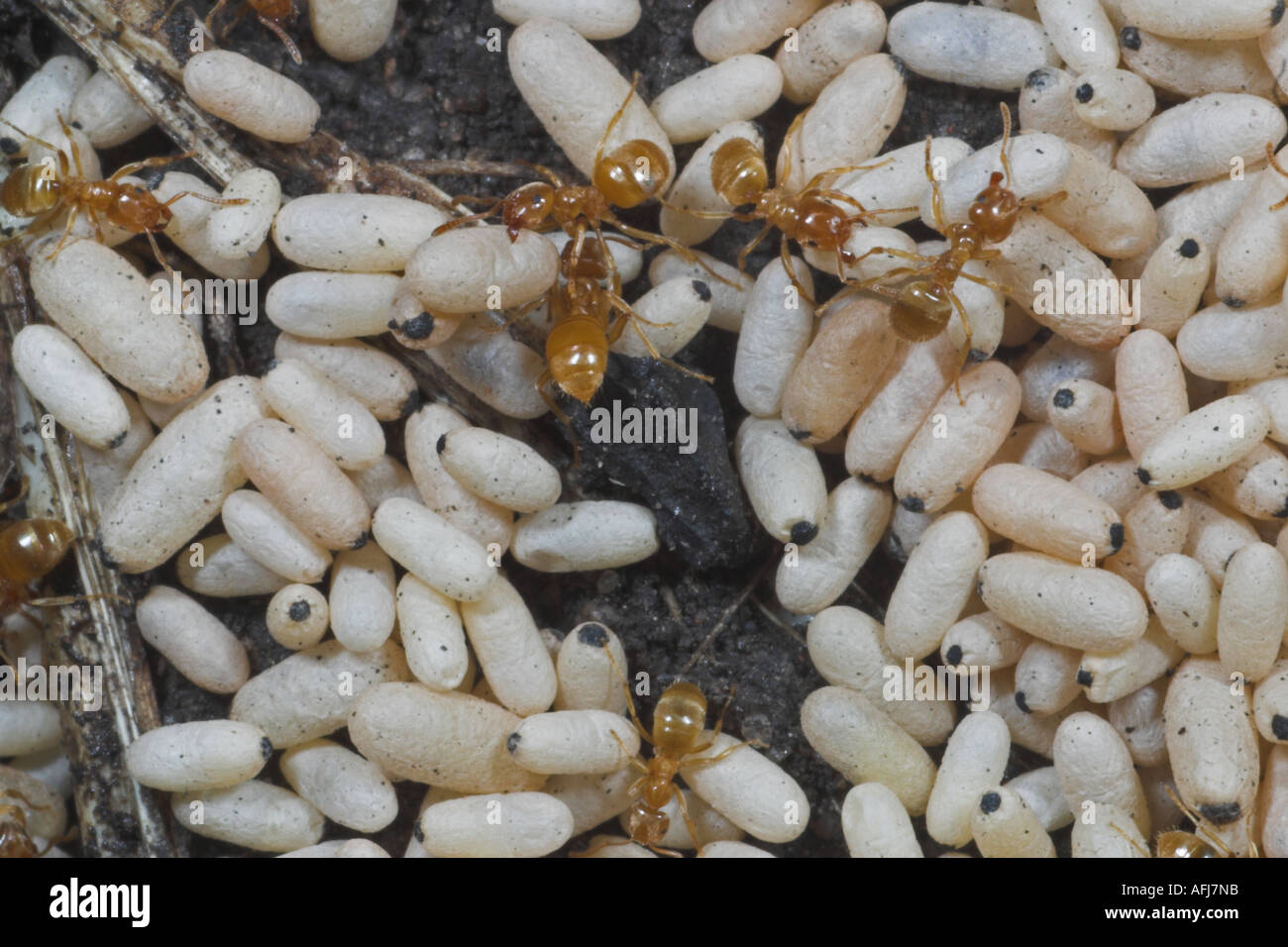 Red ants with pupae. West Midlands. England Stock Photo - Alamy