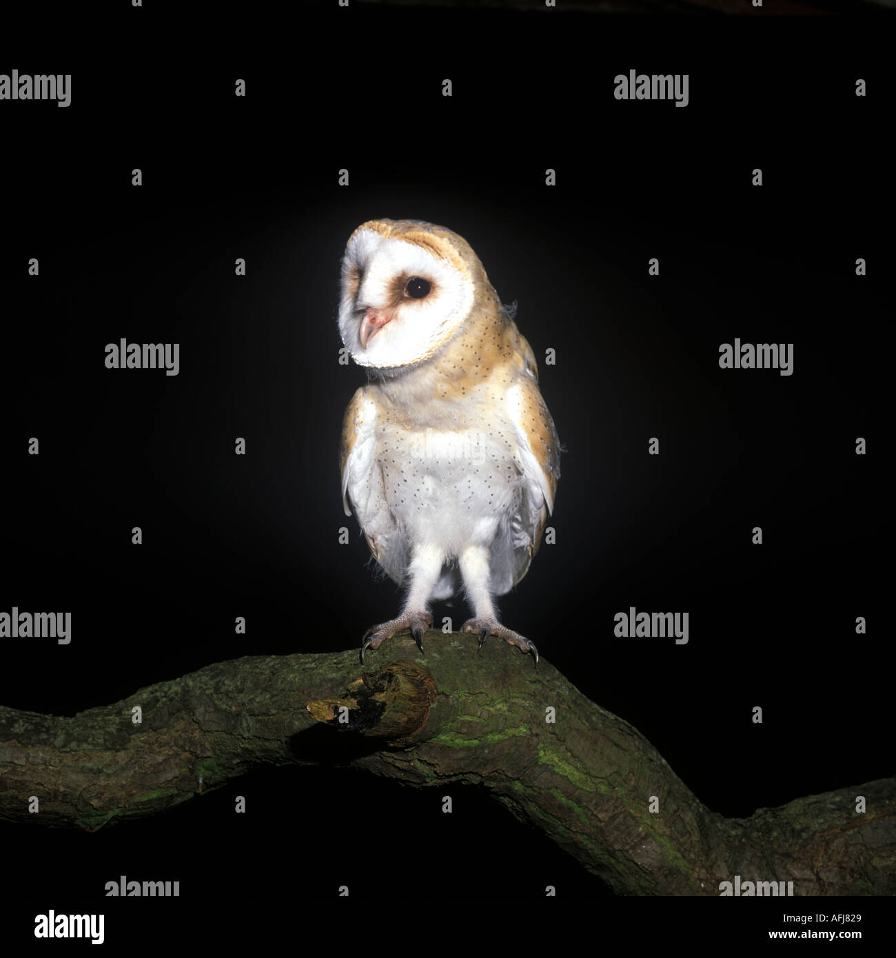 Barn Owl Alert Stock Photo - Alamy