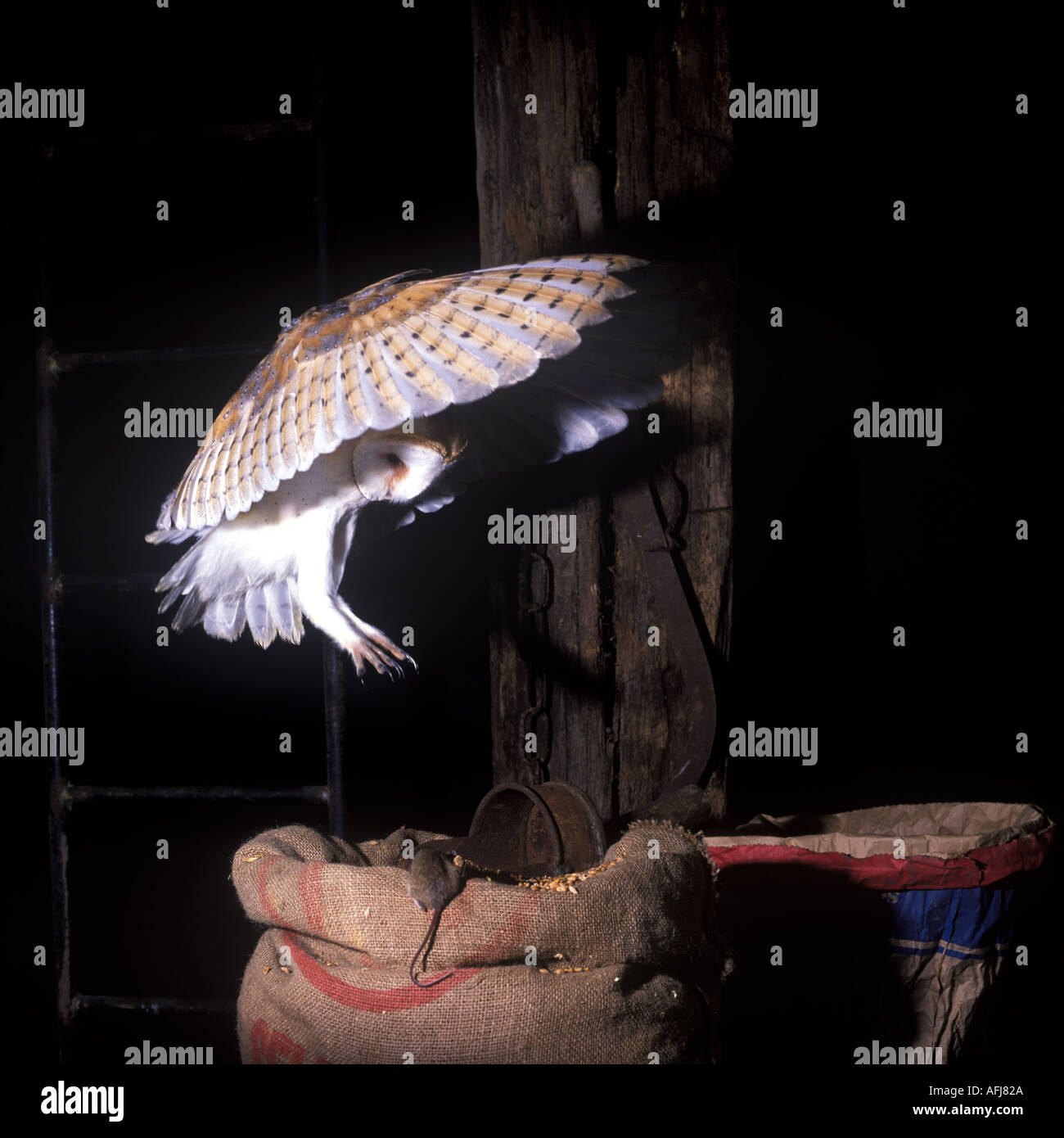 Barn Owl Striking Prey Stock Photo - Alamy