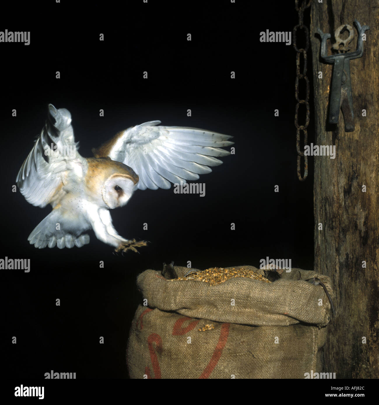 Owl striking hi-res stock photography and images - Alamy