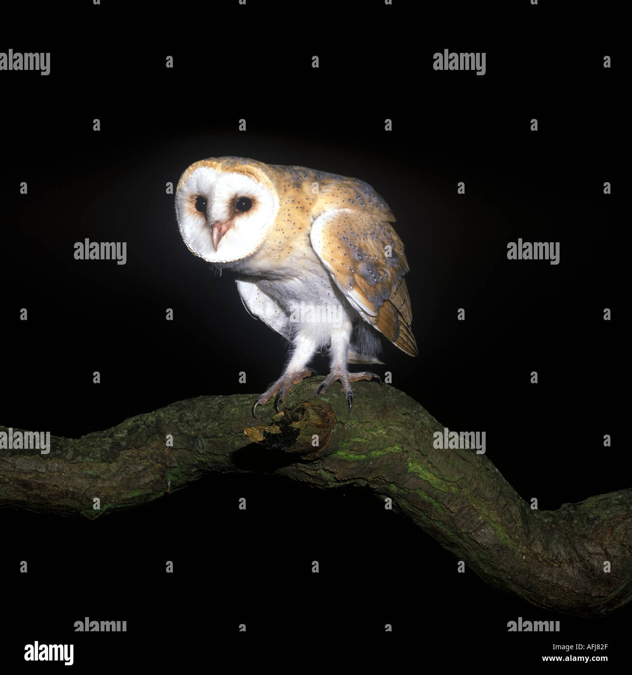 Barn Owl Alert Stock Photo - Alamy
