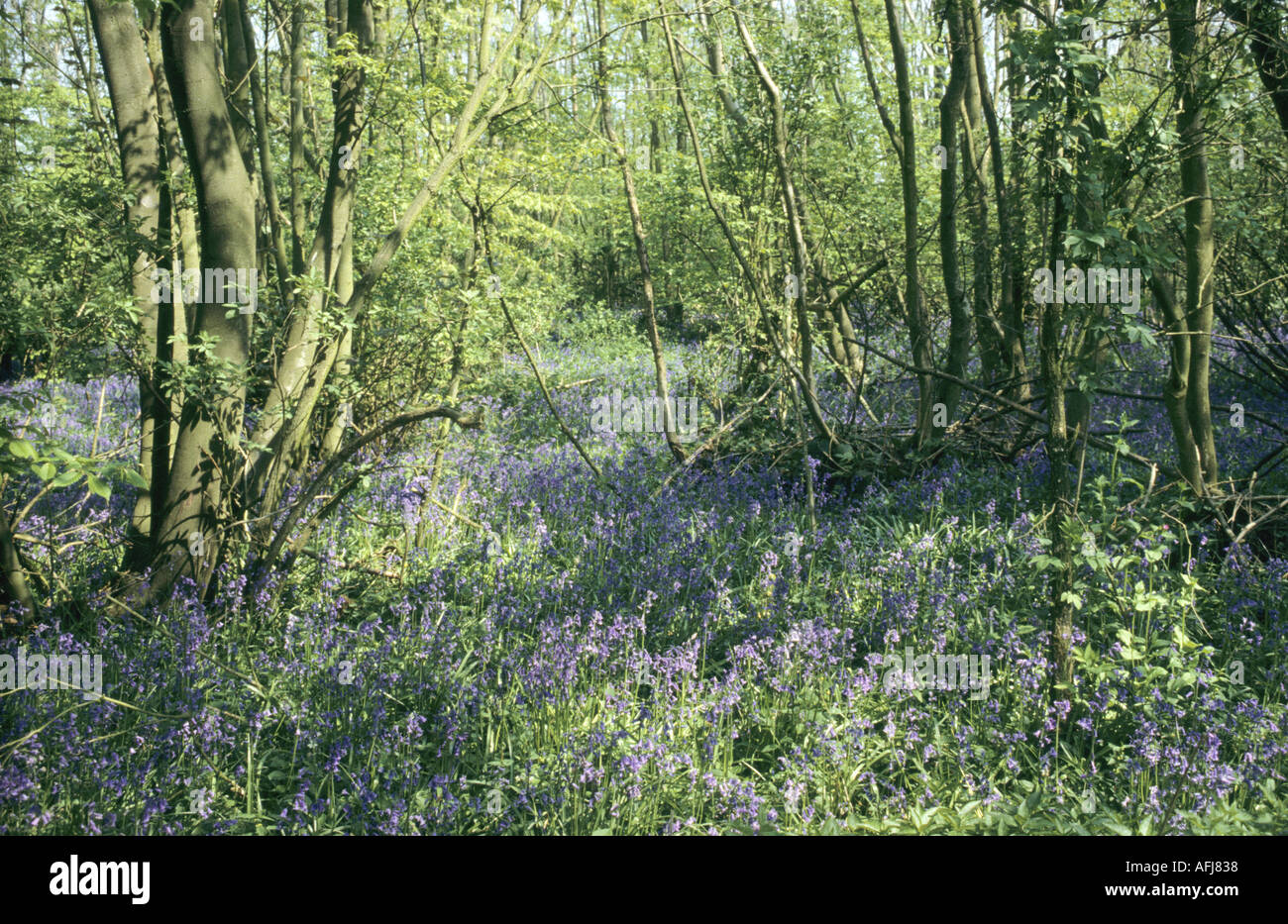 The robin hood kent hi-res stock photography and images - Alamy