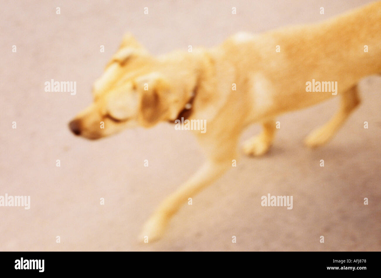 Dog viewed from above walking along road Stock Photo - Alamy