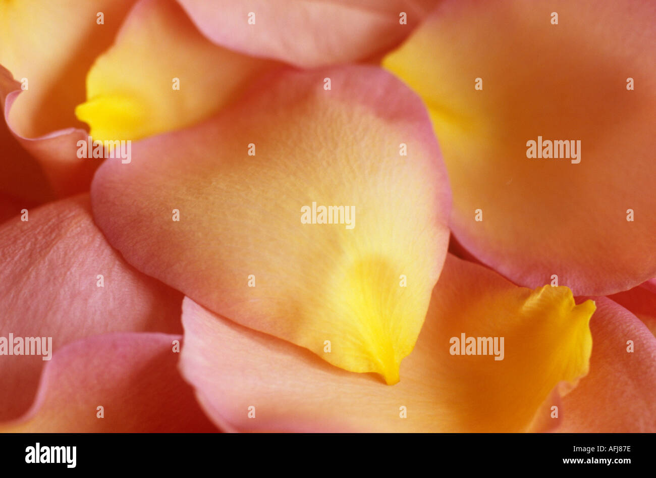Rose petals bed hi-res stock photography and images - Alamy