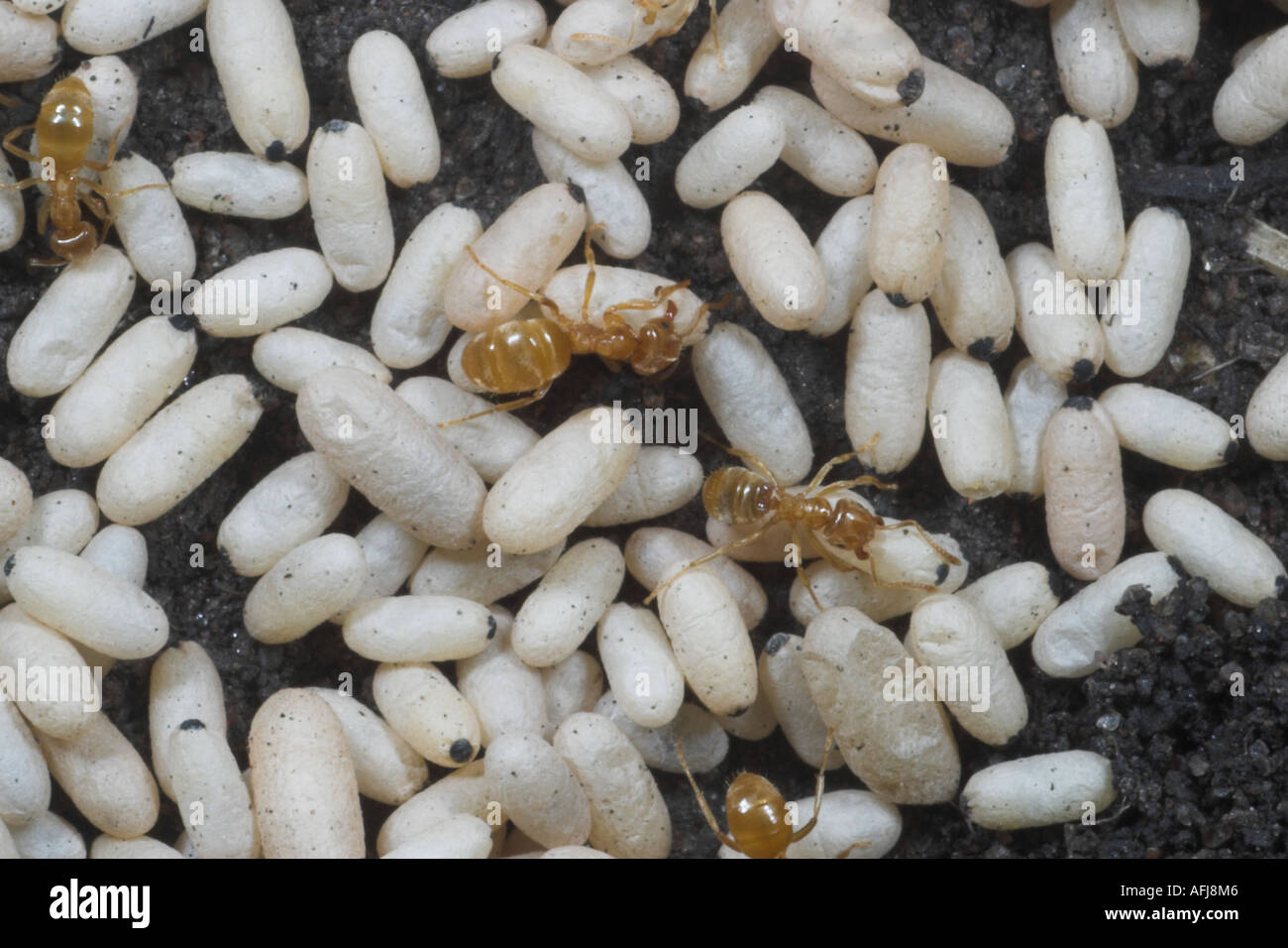 Red ants with pupae. West Midlands. England Stock Photo - Alamy