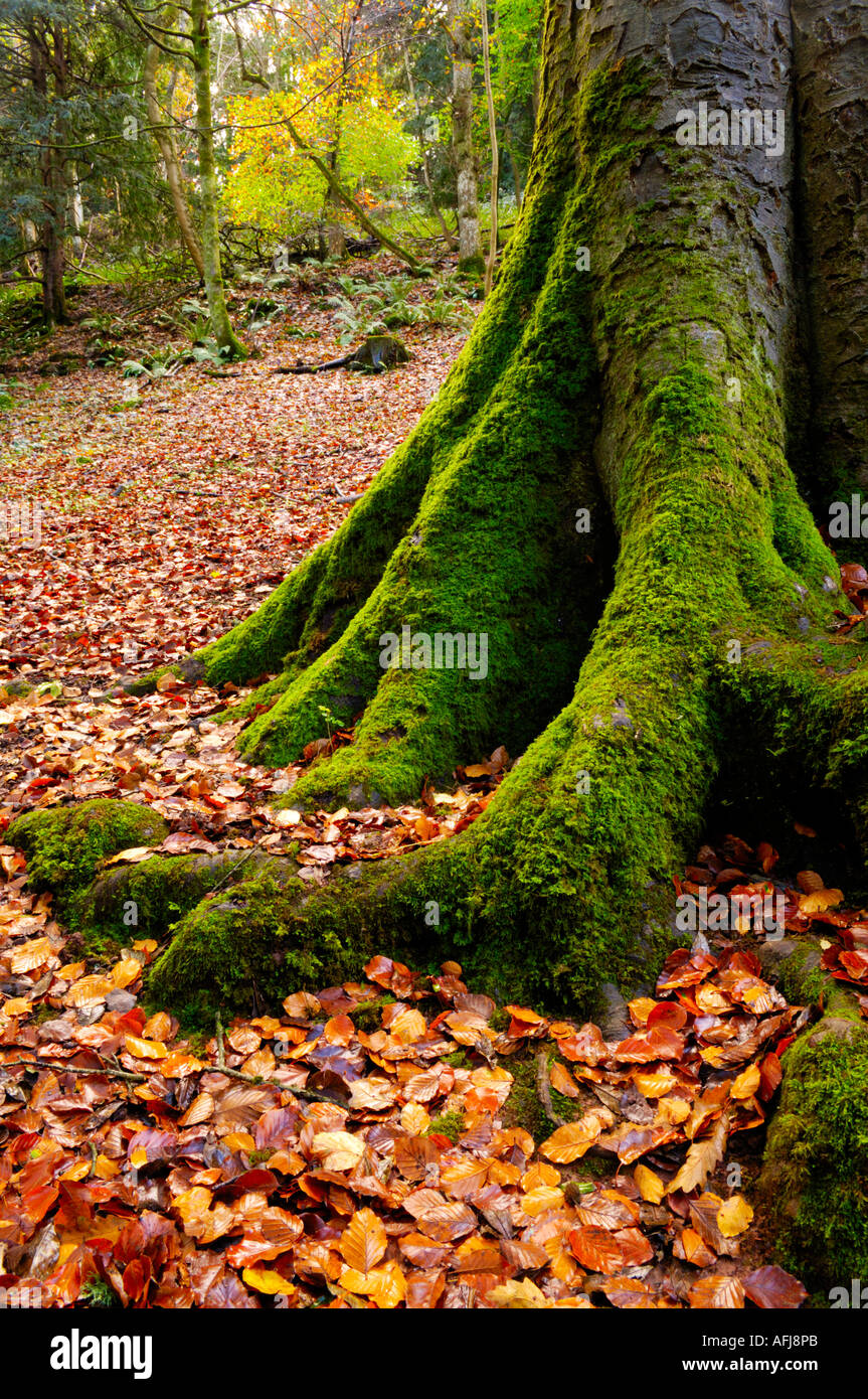 Moss Covered Tree Roots in Autumn in Goblin Combe woods, Cleeve, North ...