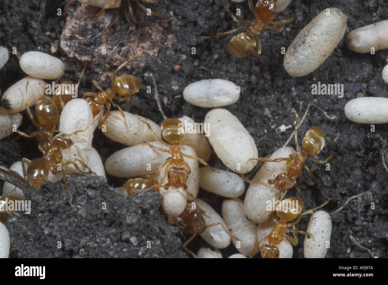 Red ants with pupae. West Midlands. England Stock Photo - Alamy