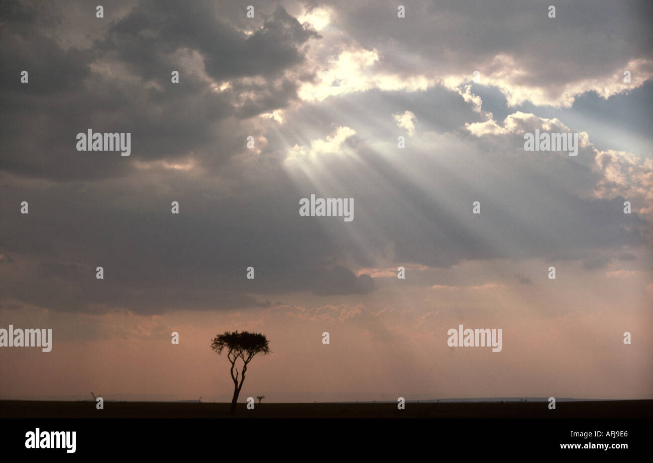 Lone tree in African savannah Masai Mara national park Kenya Stock ...