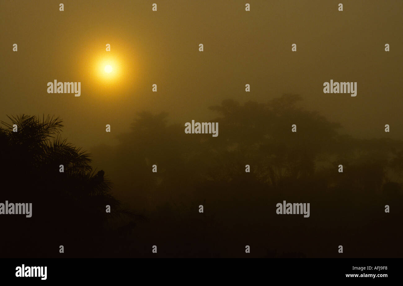 Zaire and jungle hi-res stock photography and images - Alamy