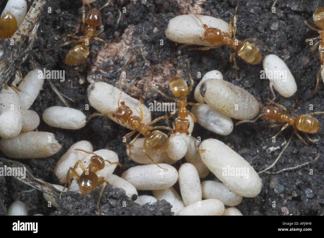 Red ants with pupae. West Midlands. England Stock Photo - Alamy