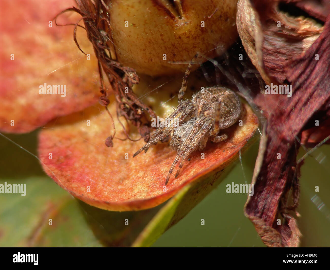 Corolla strand hi-res stock photography and images - Alamy