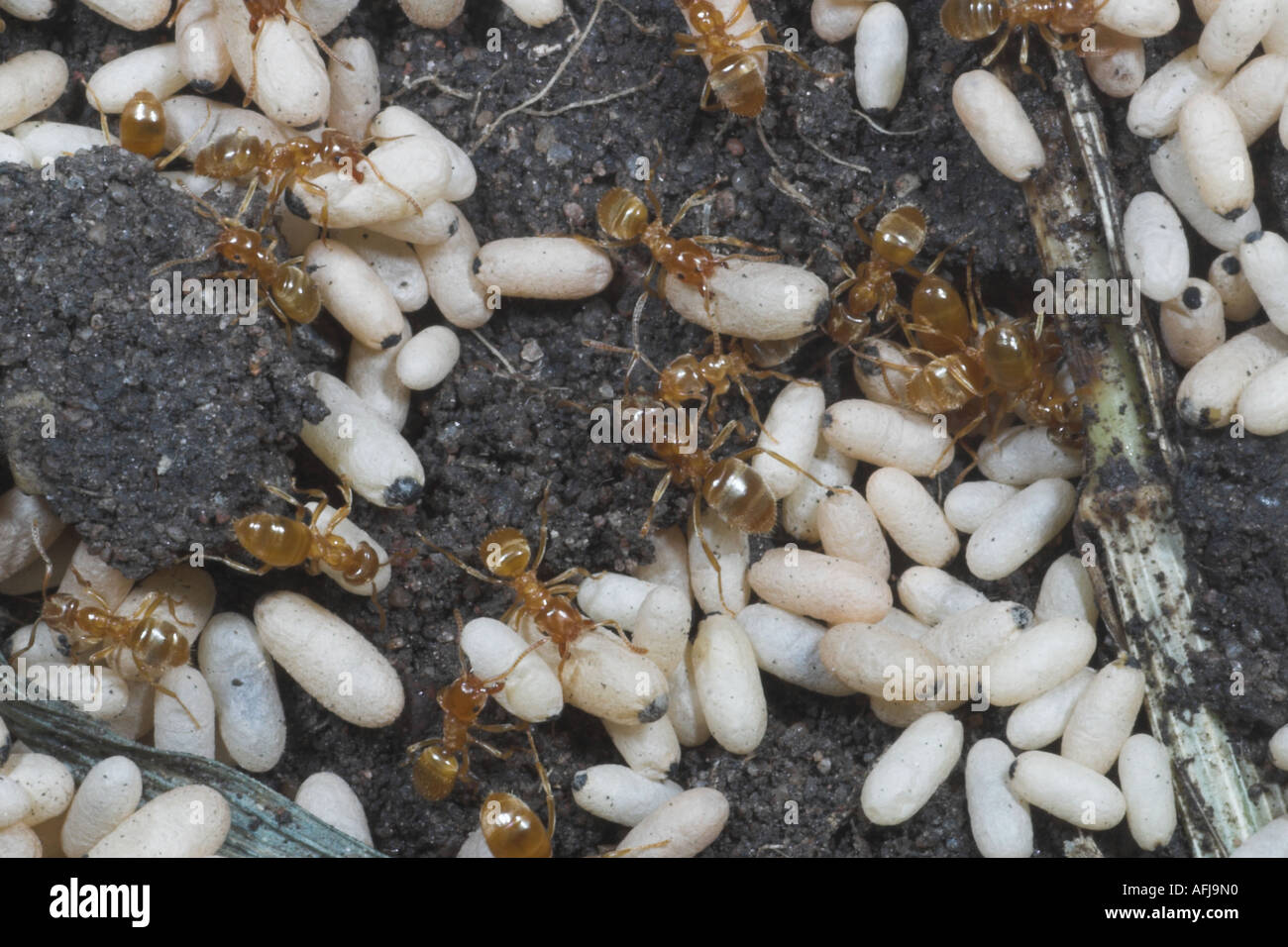 Ants nest garden uk hi-res stock photography and images - Alamy