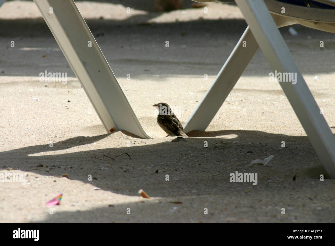 Bird standing under sun lounge by the beach Stock Photo - Alamy