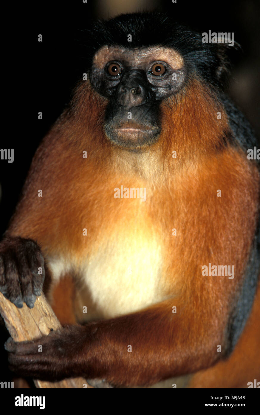 Red monkey on tree hi-res stock photography and images - Alamy